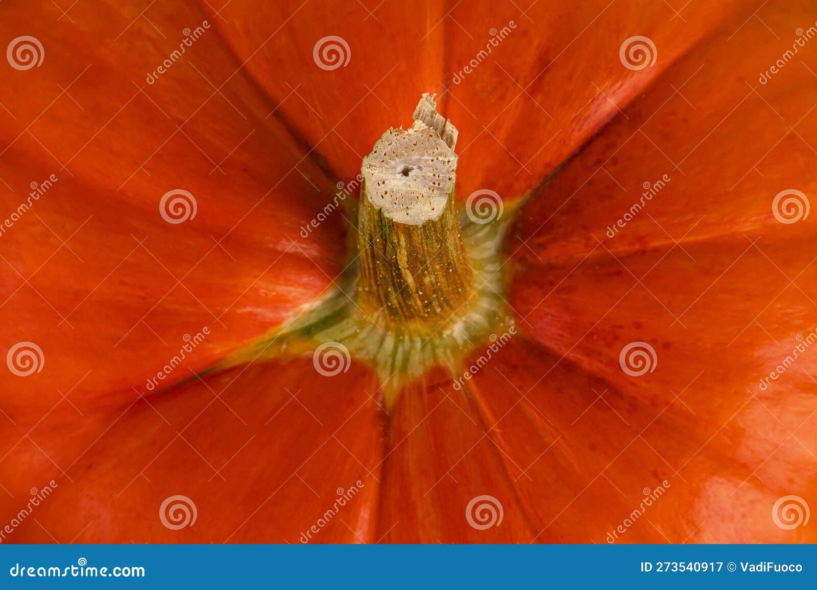 Orange Pumpkin Close-up, Pattern and Texture of the Peel with the Stalk ...