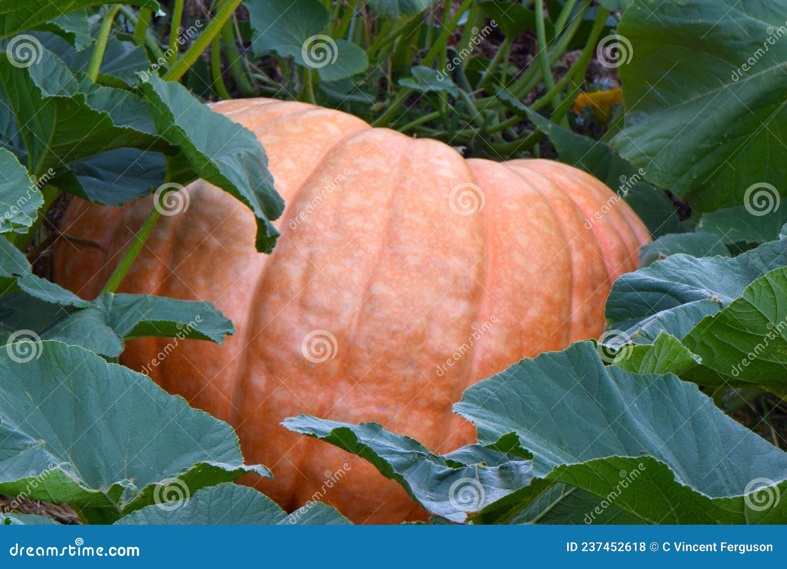 Orange Pumpkin Squash Giant 01 Stock Photo - Image of orange ...