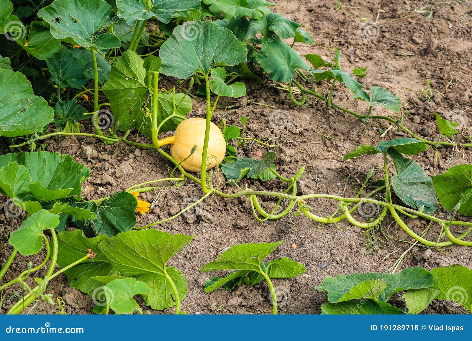 Orange Pumpkin with Great Tendrils Growing in the Garden Stock Photo ...