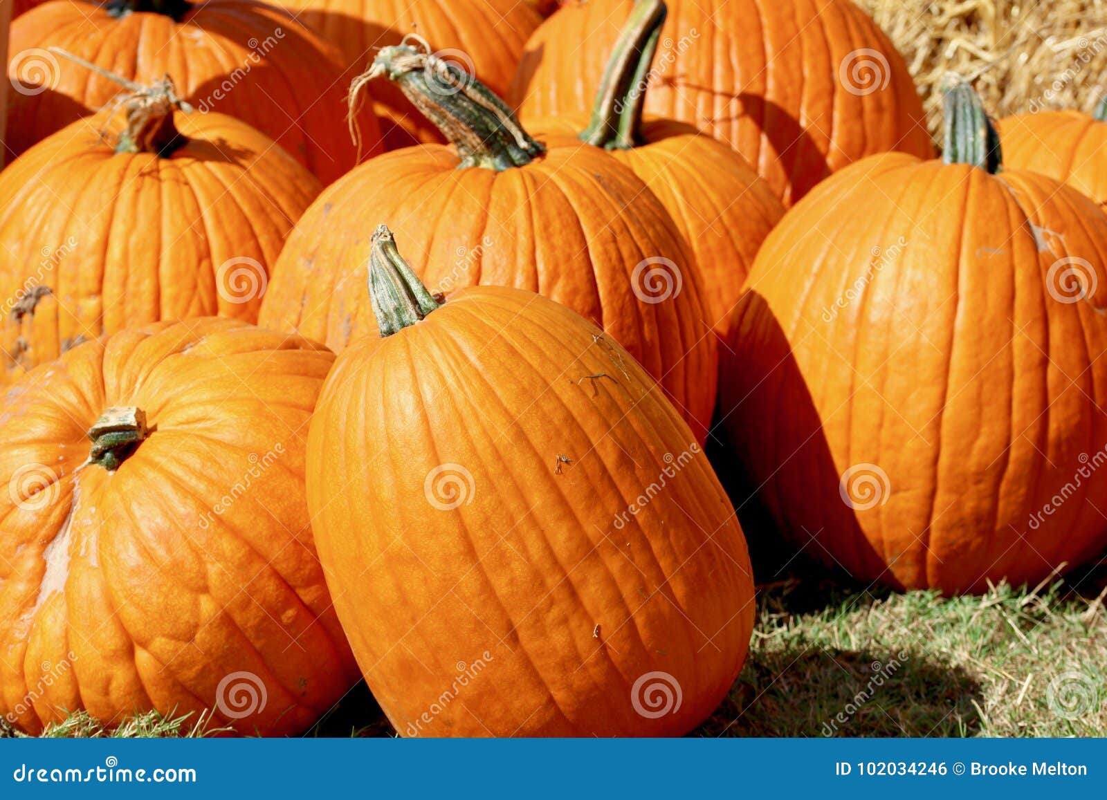 Orange Pumpkin Patch Background Texture Stock Photo - Image of ...