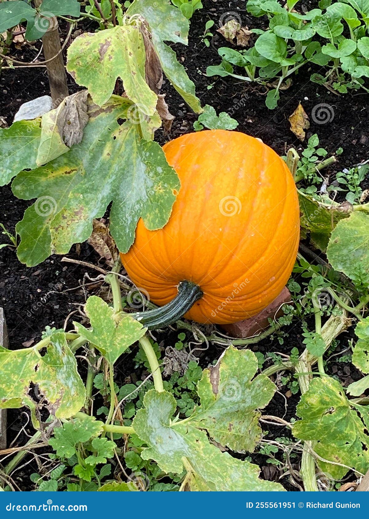 Orange Pumpkin Ready for Harvest in September Stock Image - Image of ...