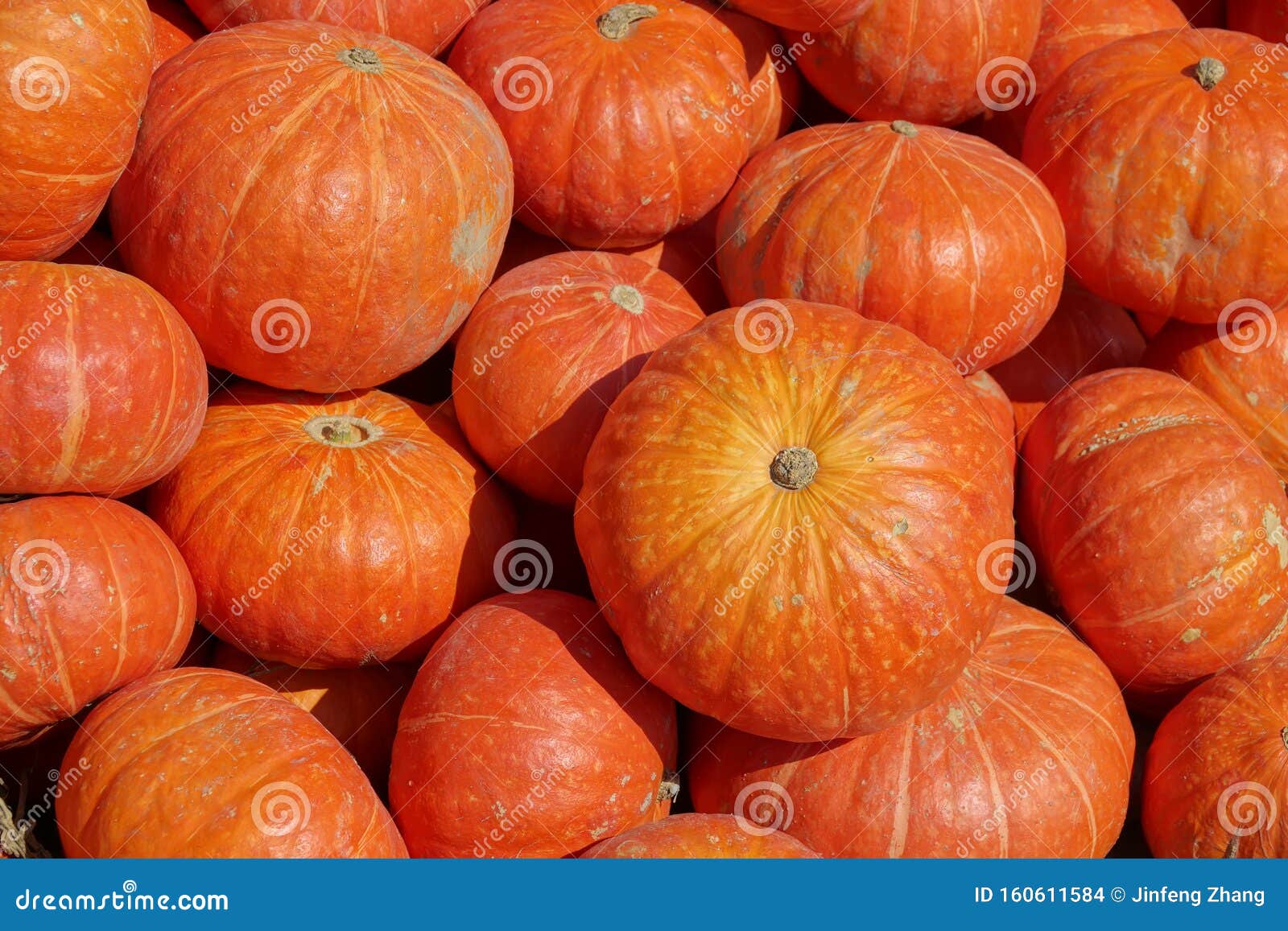Orange Pumpkin stock foto. Image of pompoen, groenten - 160611584