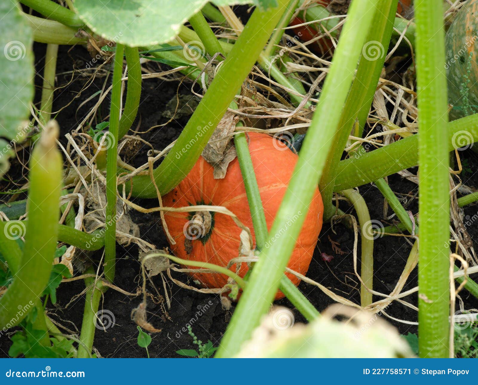 An Orange Pumpkin on a Stem Stock Image - Image of farm, fall: 227758571