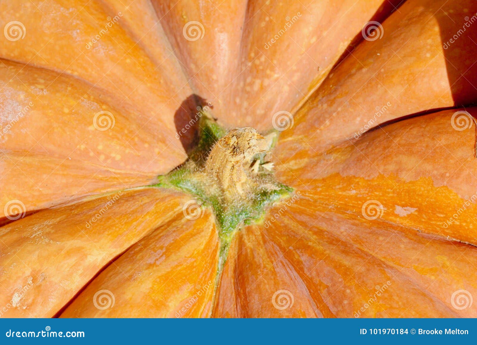 Orange Pumpkin Stem Macro Background Texture Stock Photo - Image of ...