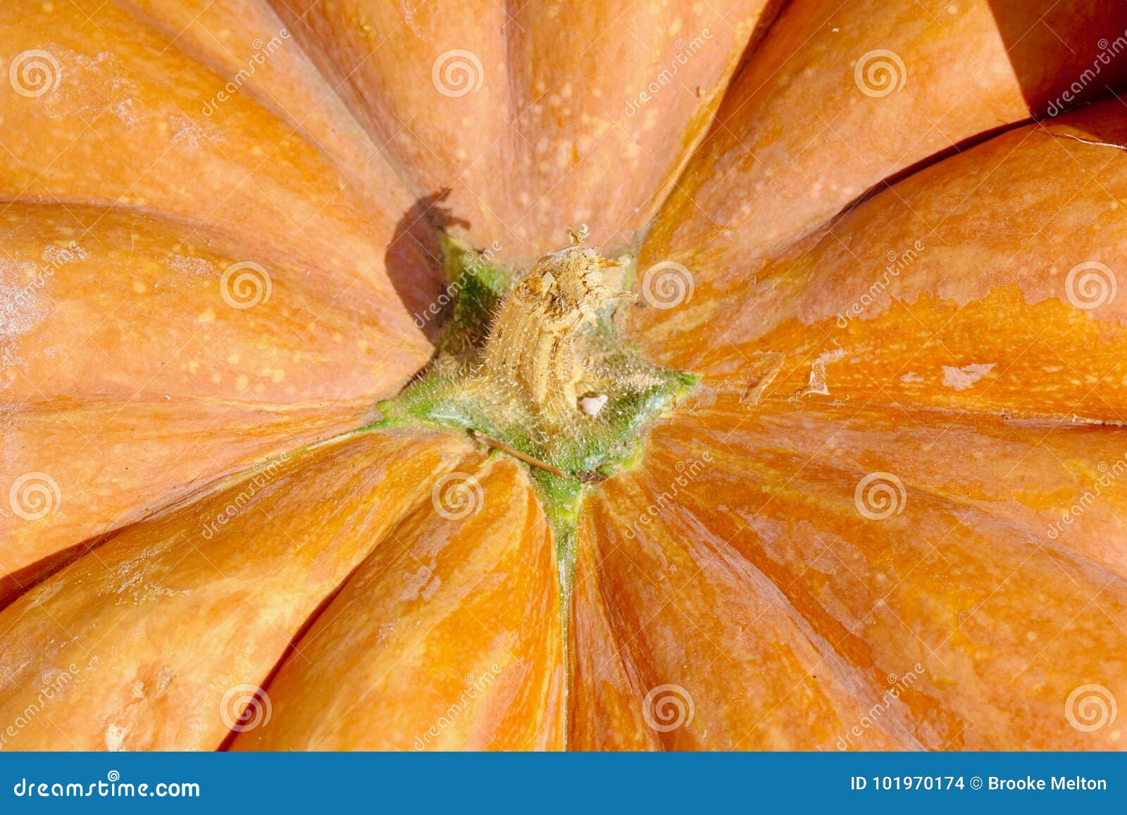 Orange Pumpkin Stem Macro Background Texture Stock Photo - Image of ...