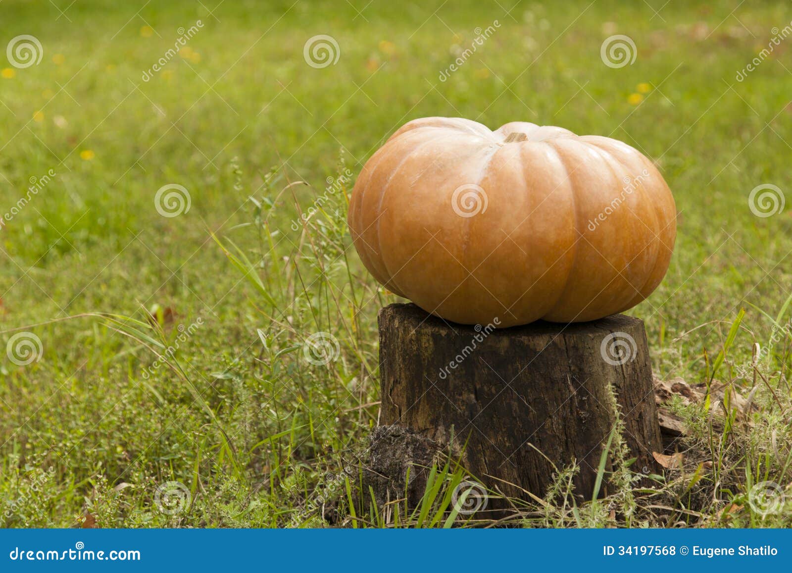 Orange pumpkin on a stump stock photo. Image of decoration - 34197568