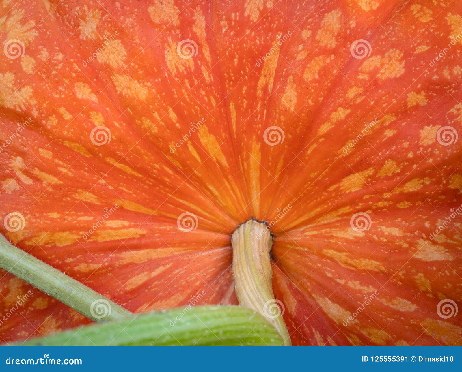 Orange Pumpkin Texture. Close Up Stock Image - Image of mature, pumpkin ...