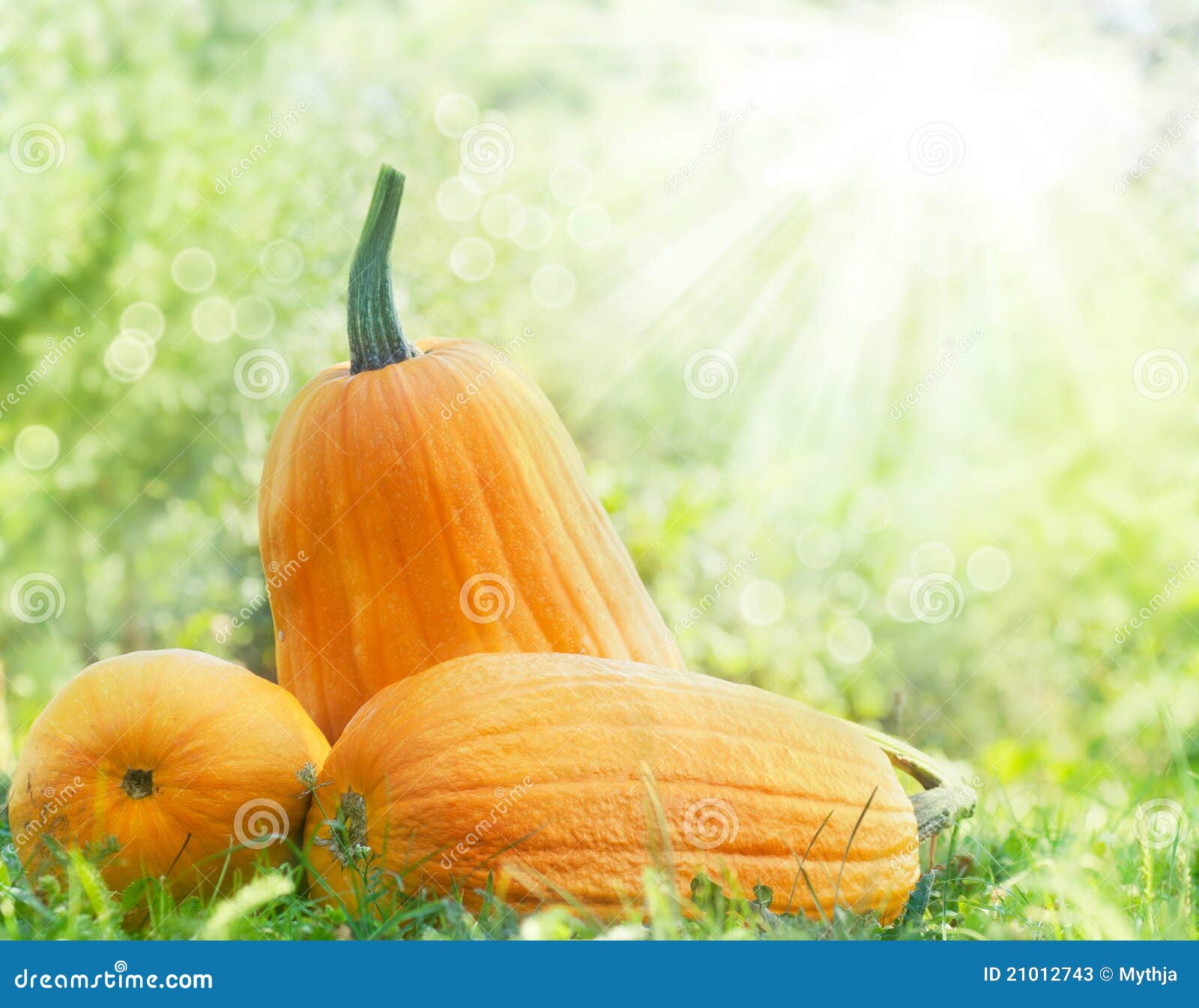 Orange pumpkins stock image. Image of harvest, fall, healthy - 21012743
