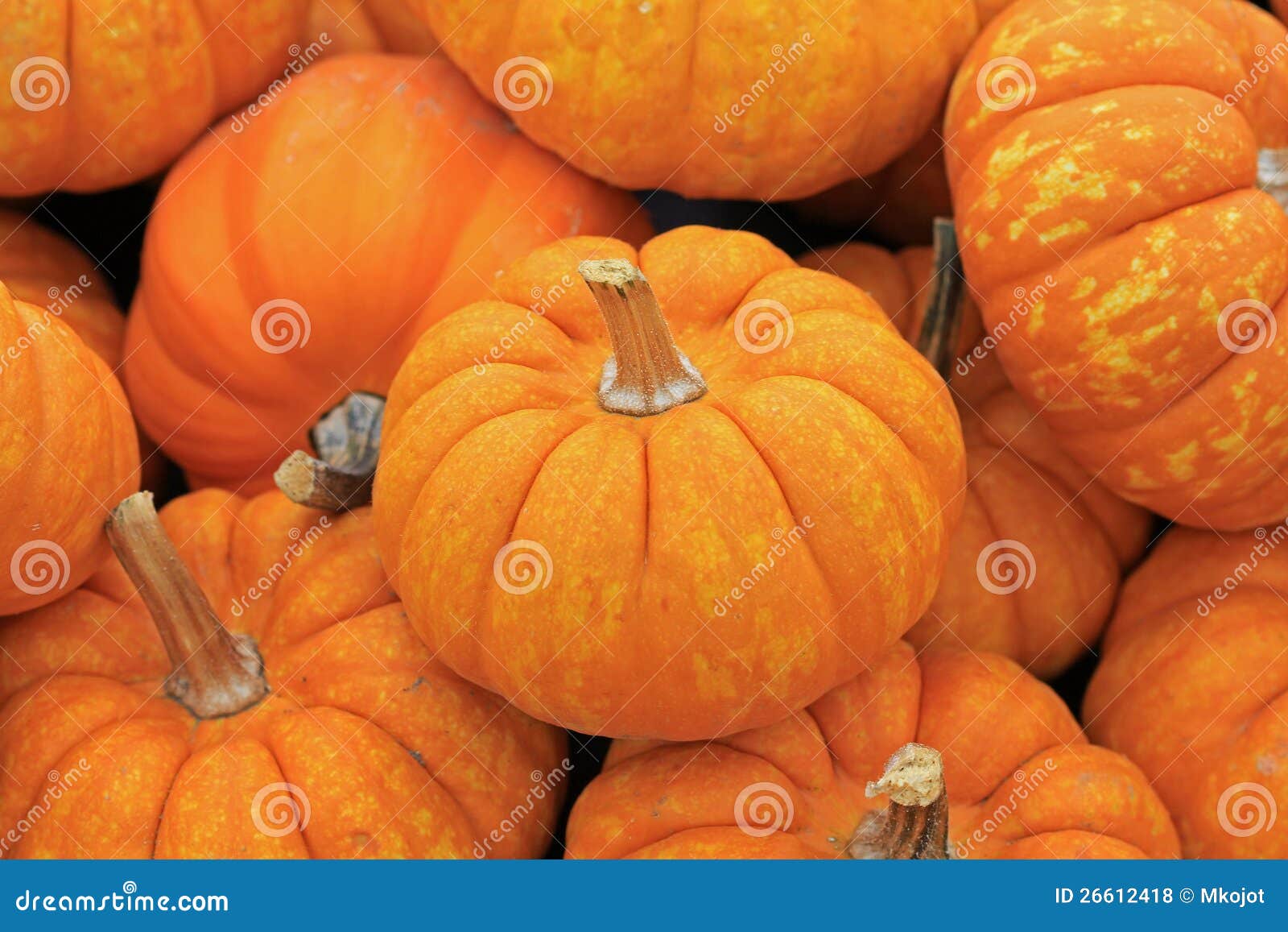 Orange pumpkins stock photo. Image of harvest, orange - 26612418