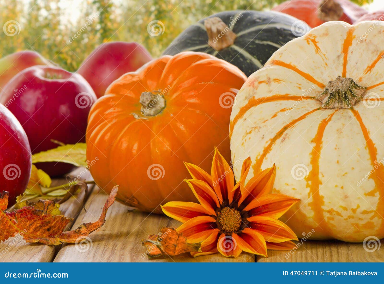 Orange Pumpkins with Apples in Autumn Stock Image - Image of vegetable ...
