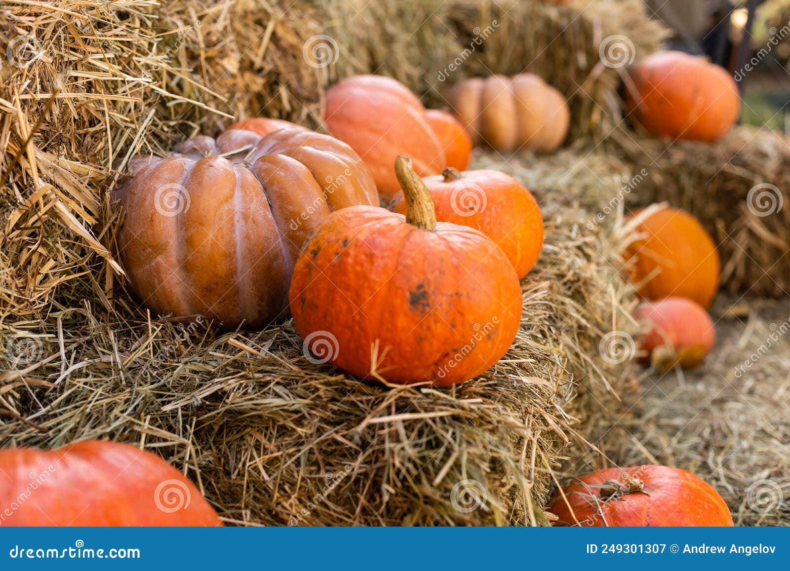 Orange Pumpkins in the Field for Hallowen and Fall Background Stock ...