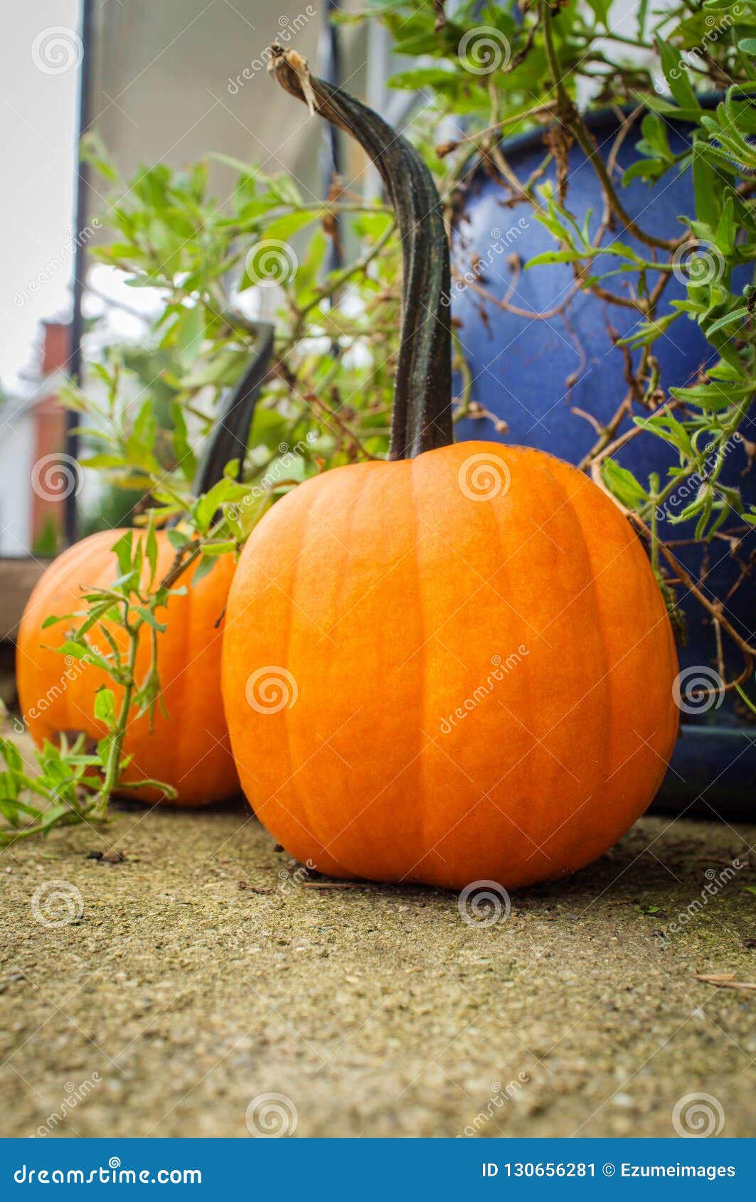 Orange Pumpkins Front Steps Stock Image - Image of plants, door: 130656281