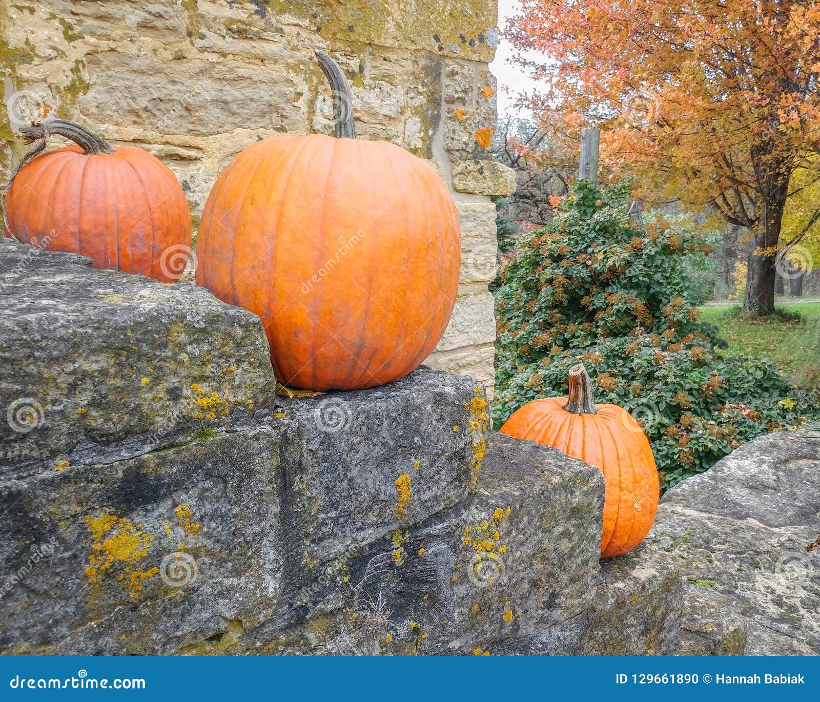 Orange Pumpkins on Stone Stairway with Orange Fall Tree Stock Photo ...