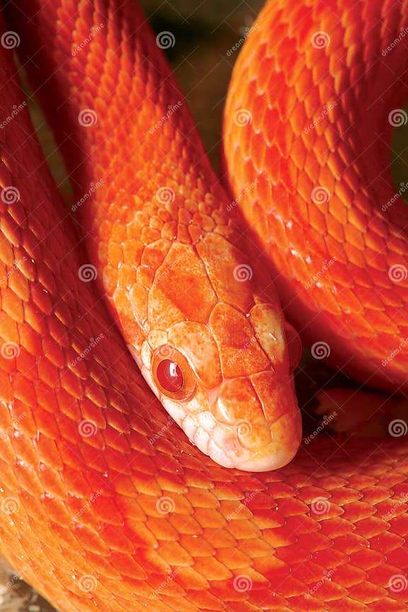 Orange python snake. stock photo. Image of python, predators - 156036790