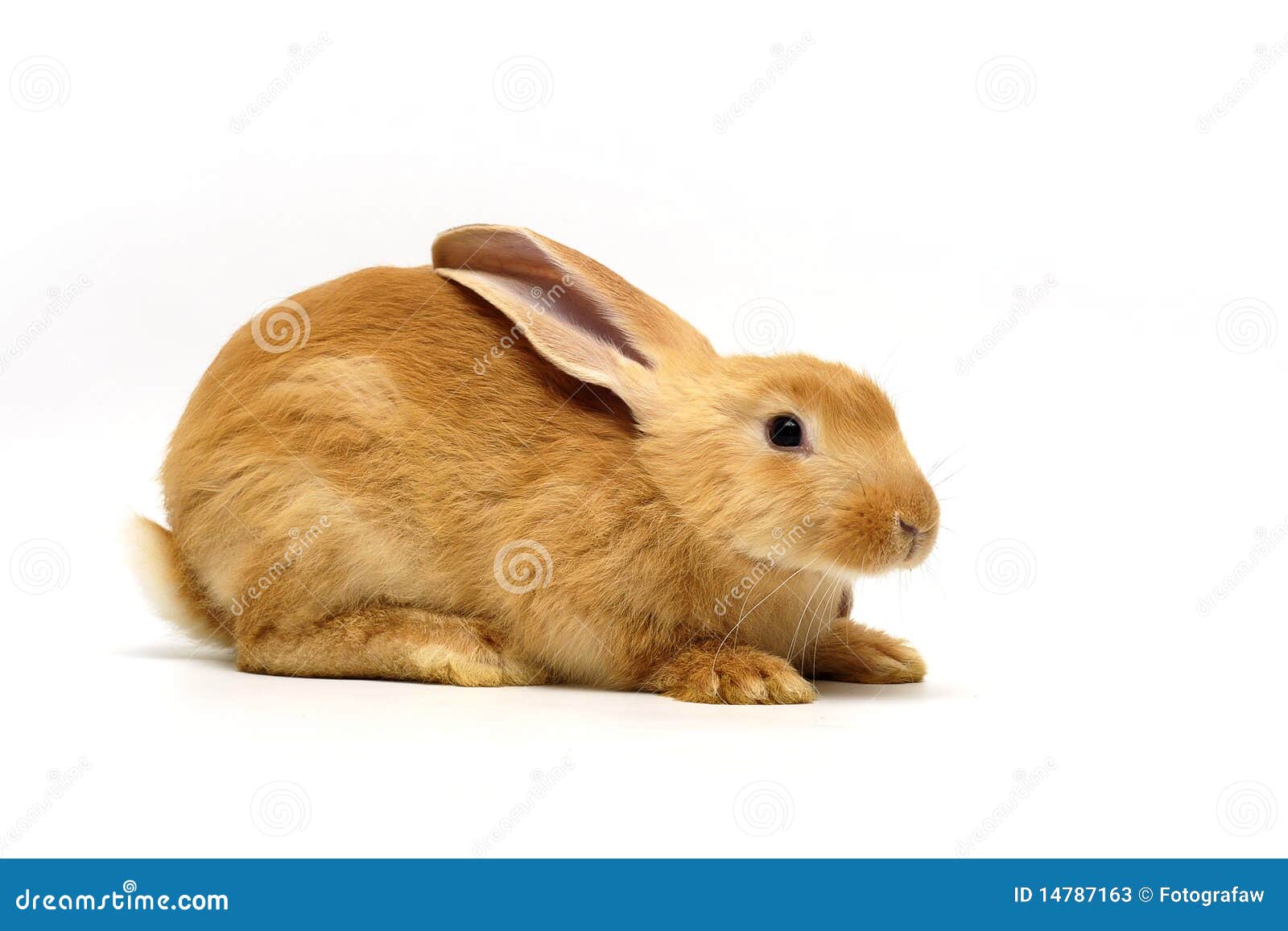Orange rabbit stock image. Image of stand, park, smell - 14787163