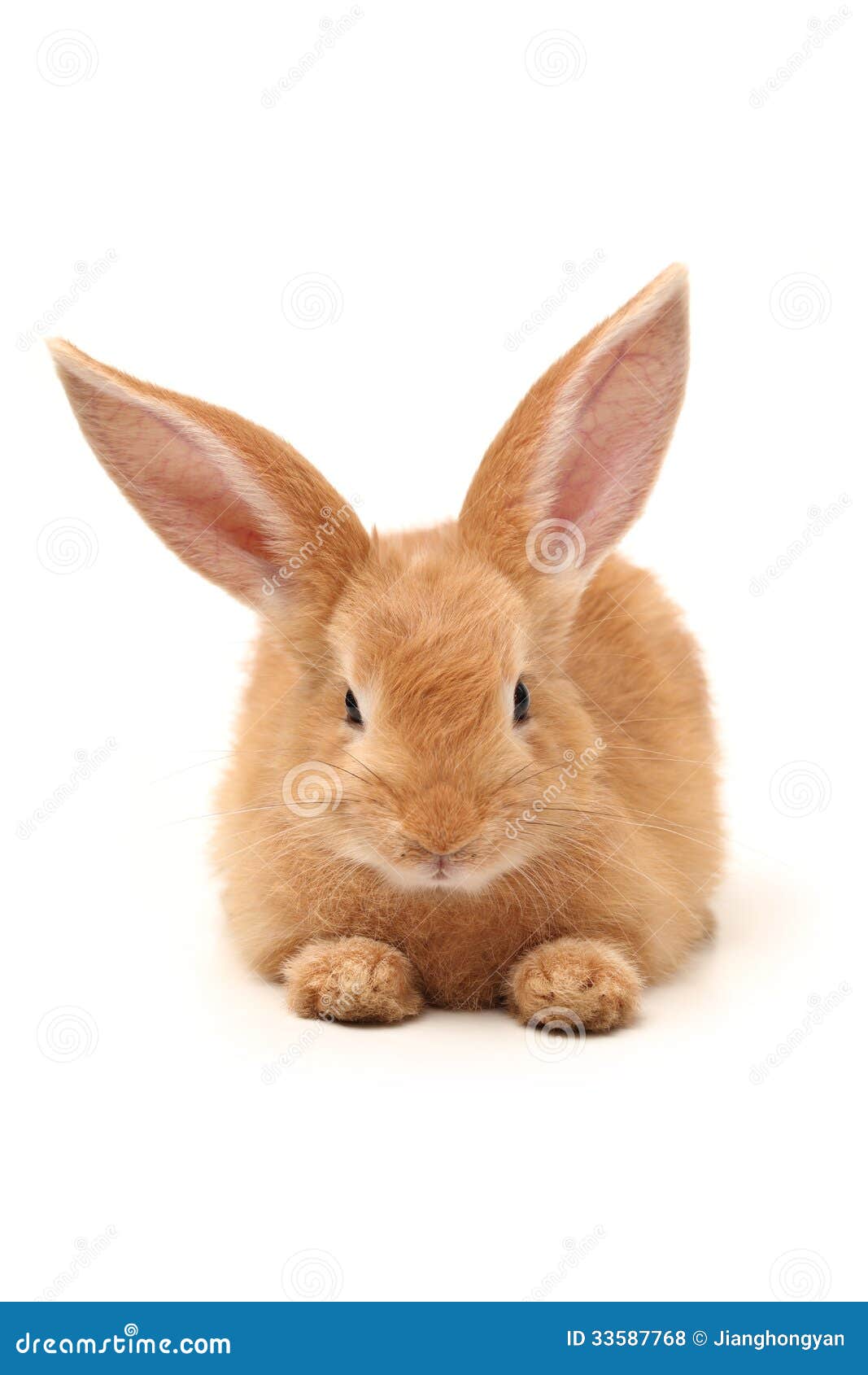 Orange rabbit stock photo. Image of gray, newborn, furry - 33587768
