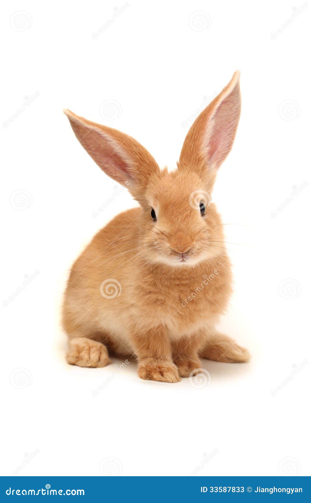 Orange rabbit stock image. Image of hair, livestock, furry - 33587833