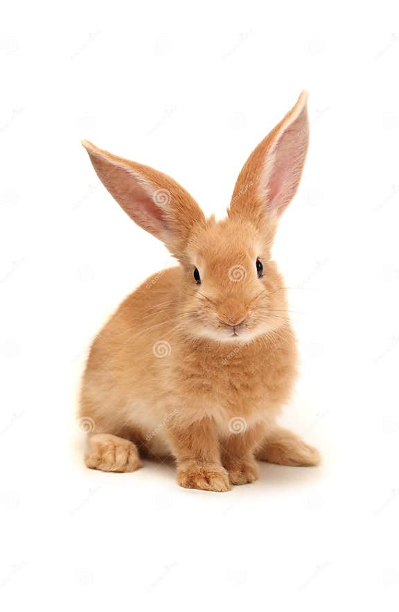 Orange rabbit stock image. Image of hair, livestock, furry - 33587833