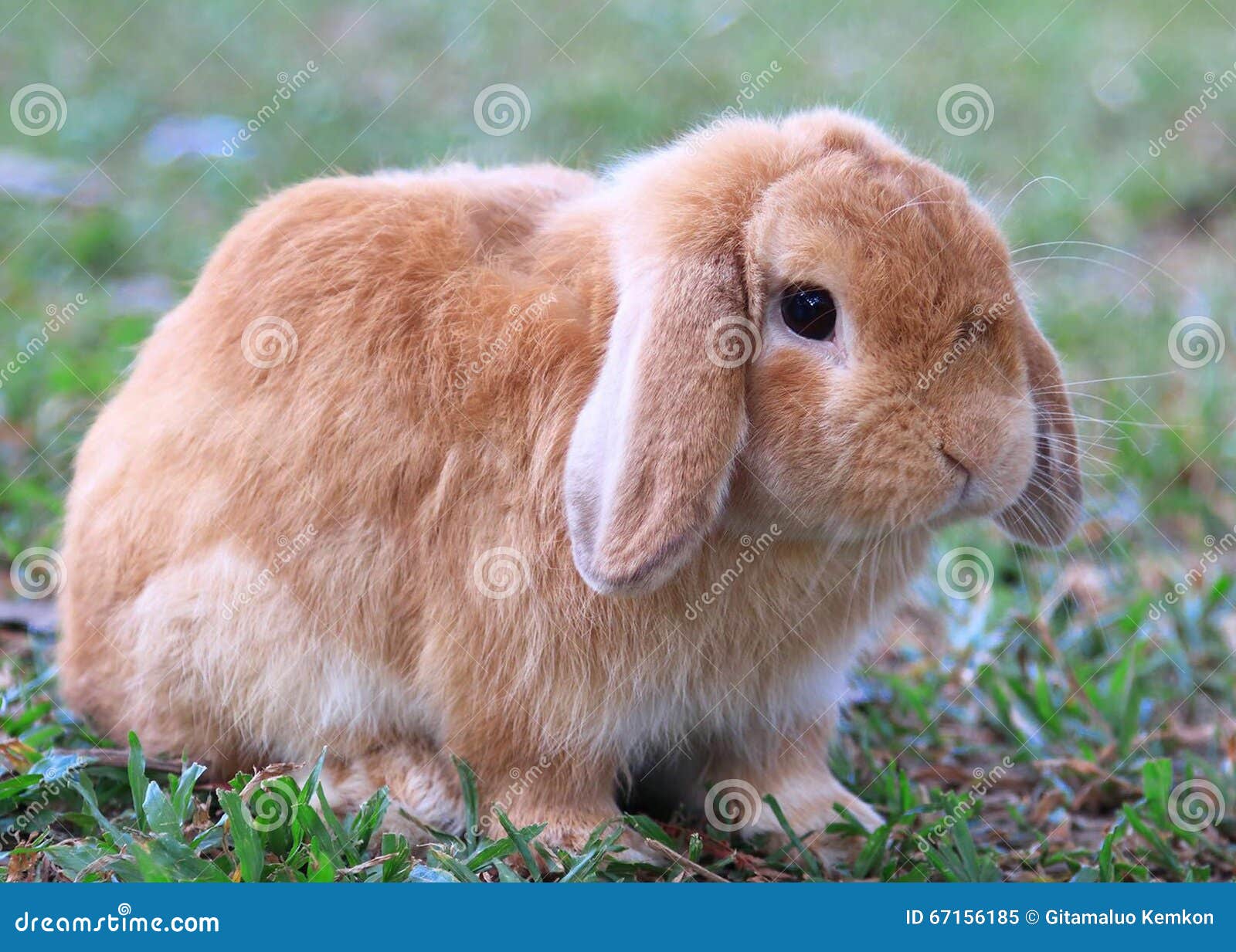 Orange Rabbit Thailand stock image. Image of thailand - 67156185