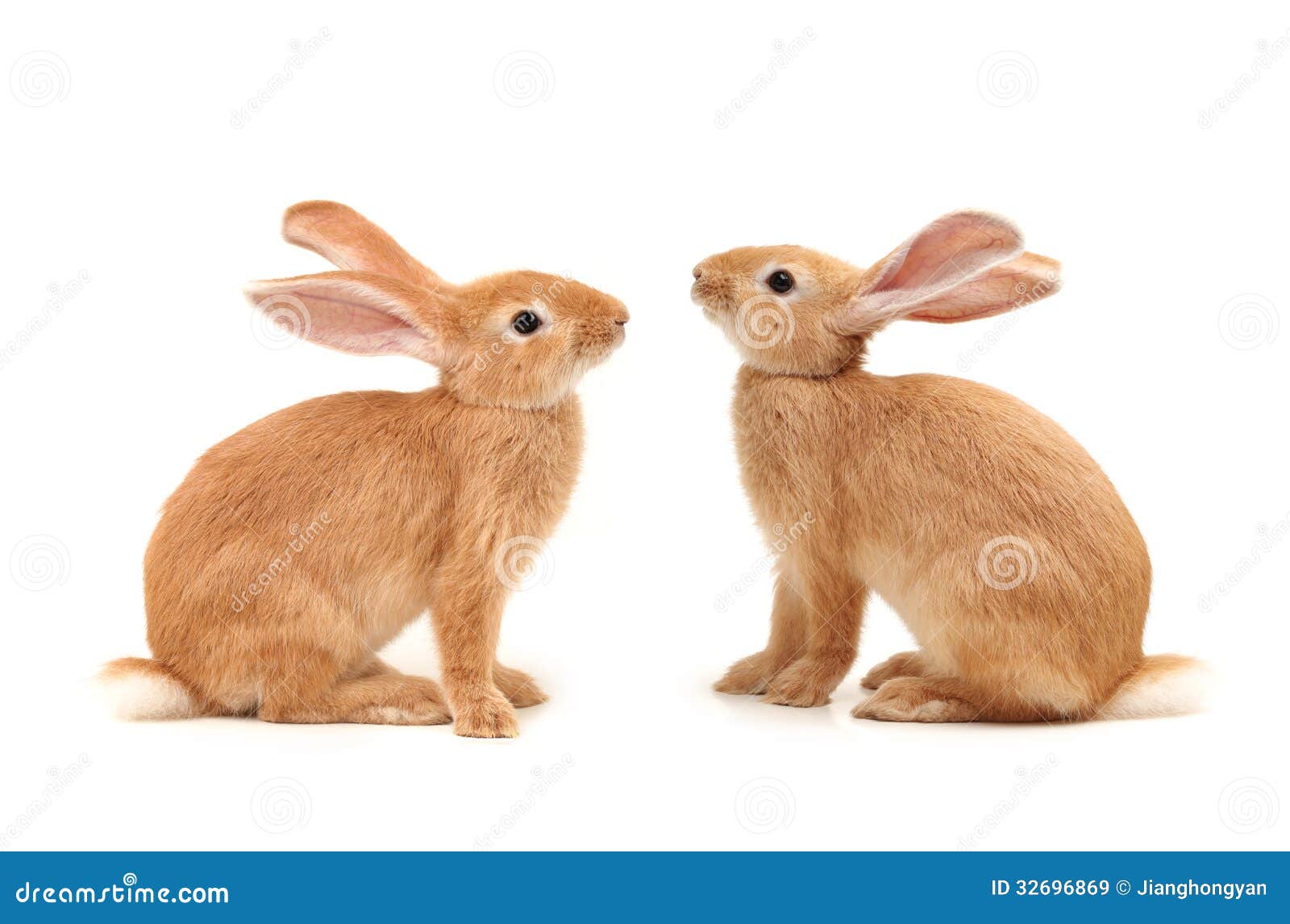 Orange rabbit stock image. Image of fuzzy, claws, farm - 32696869