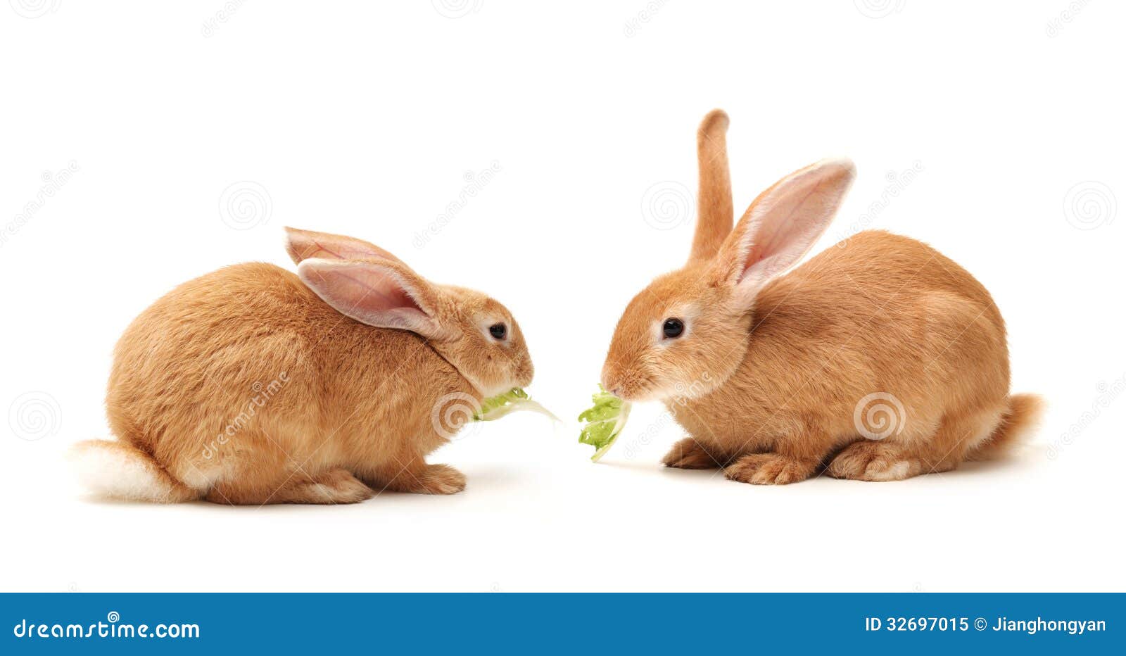Orange rabbit stock image. Image of fluff, fleecy, gray - 32697015