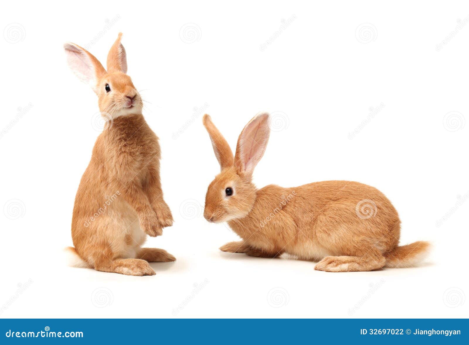 Orange rabbit stock photo. Image of domestic, cuddly - 32697022