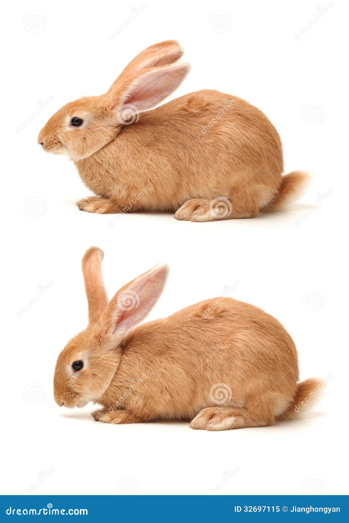 Orange rabbit stock image. Image of pretty, huddle, large - 32697115