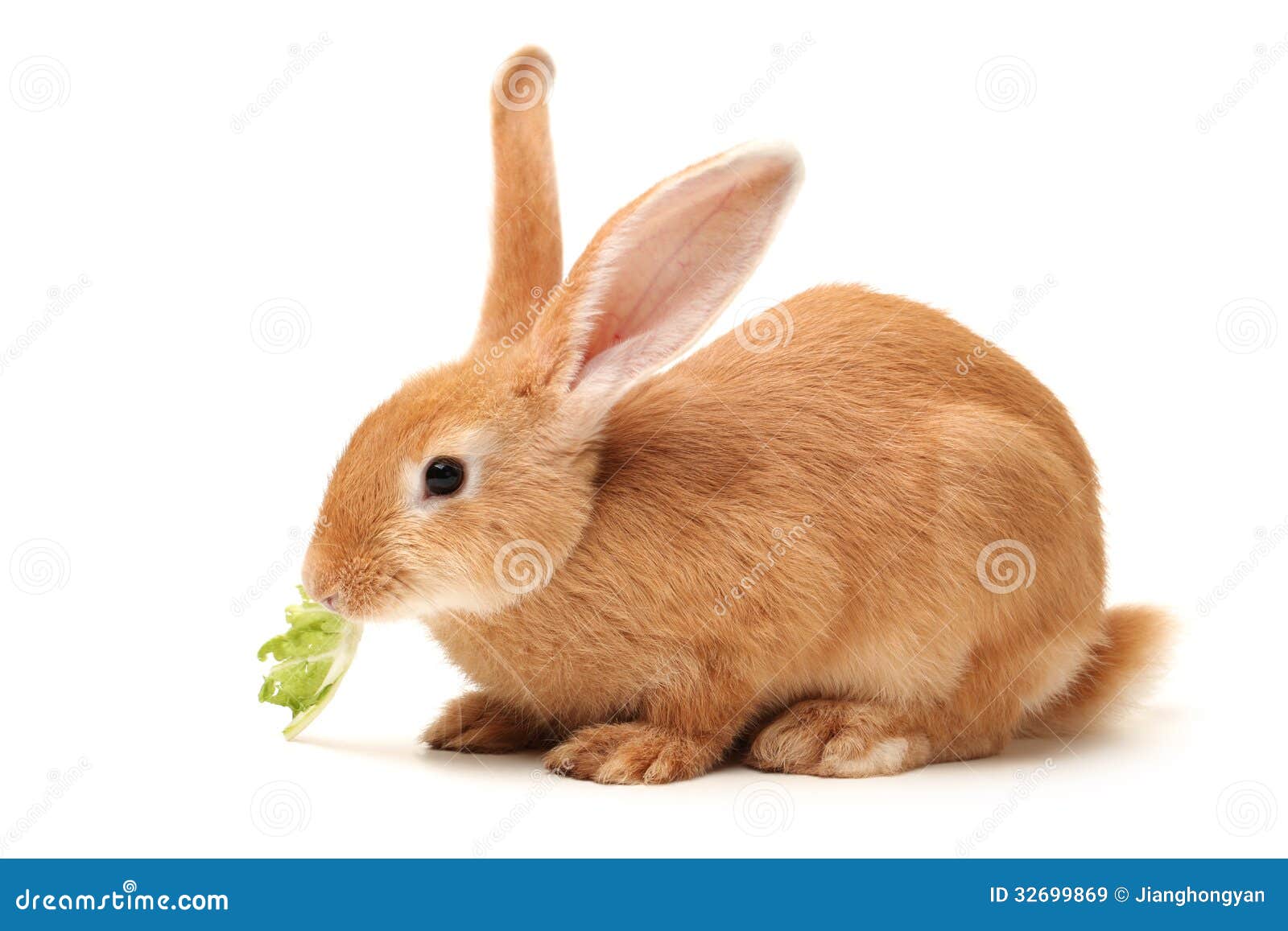 Orange rabbit stock image. Image of newborn, animal, adorable - 32699869