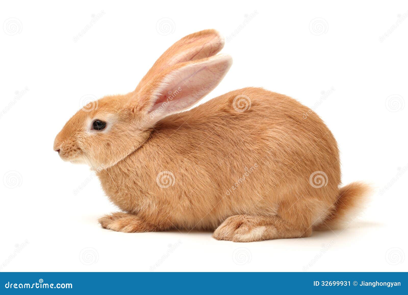 Orange rabbit stock image. Image of clean, pretty, creature - 32699931