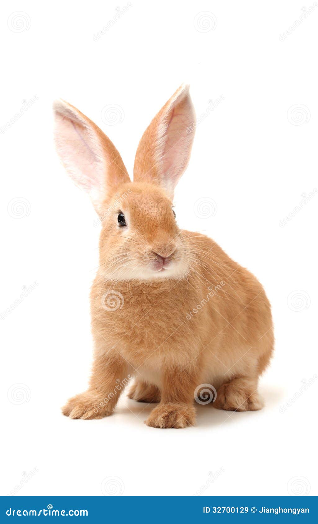 Orange rabbit stock image. Image of fuzzy, pets, clean - 32700129