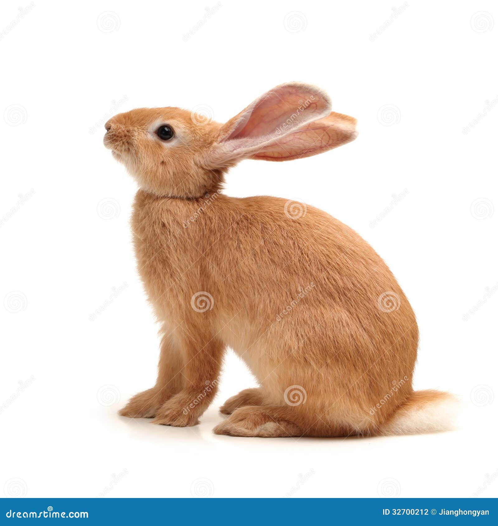 Orange rabbit stock photo. Image of clean, live, newborn - 32700212