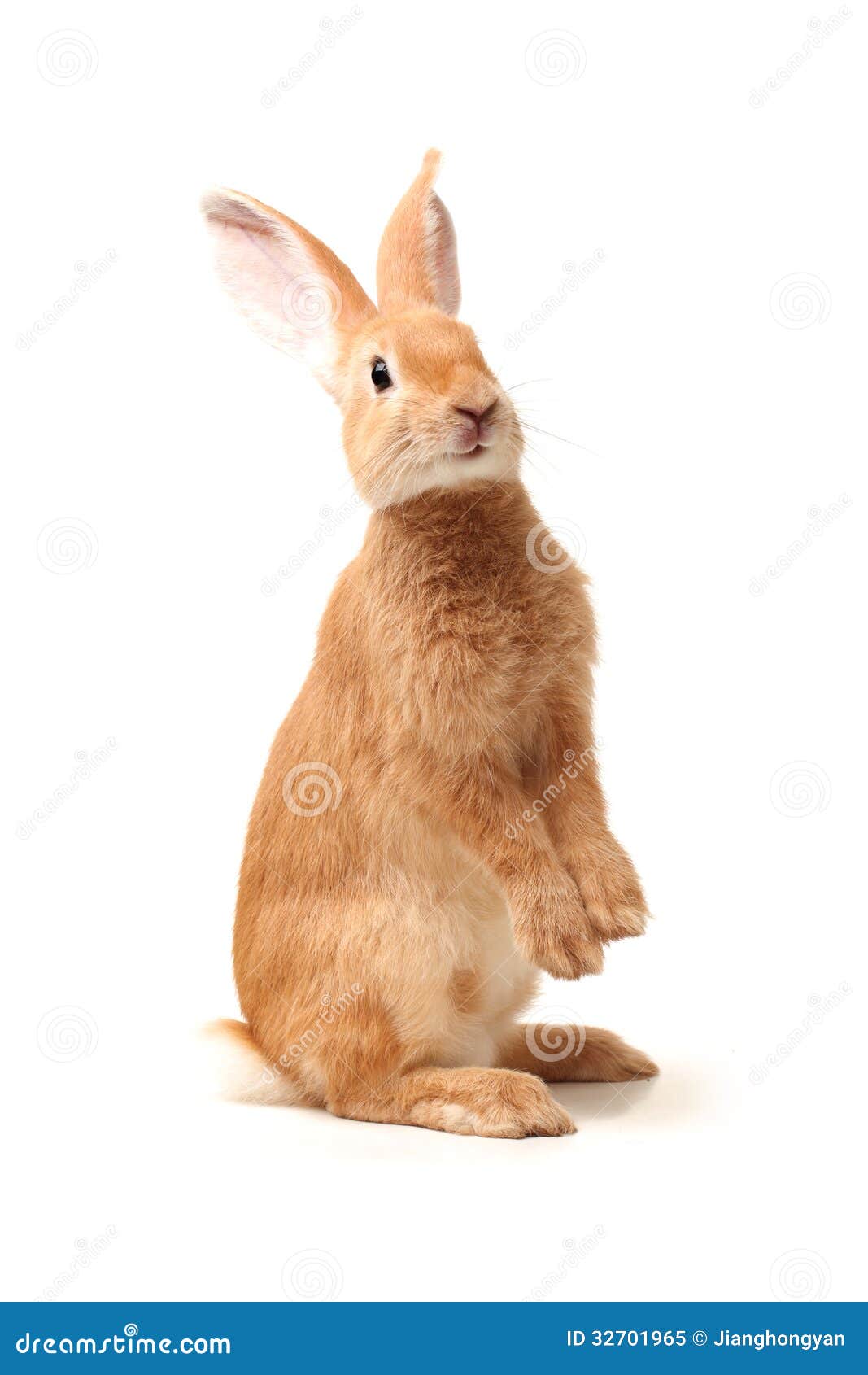 Orange rabbit stock image. Image of adorable, animal - 32701965