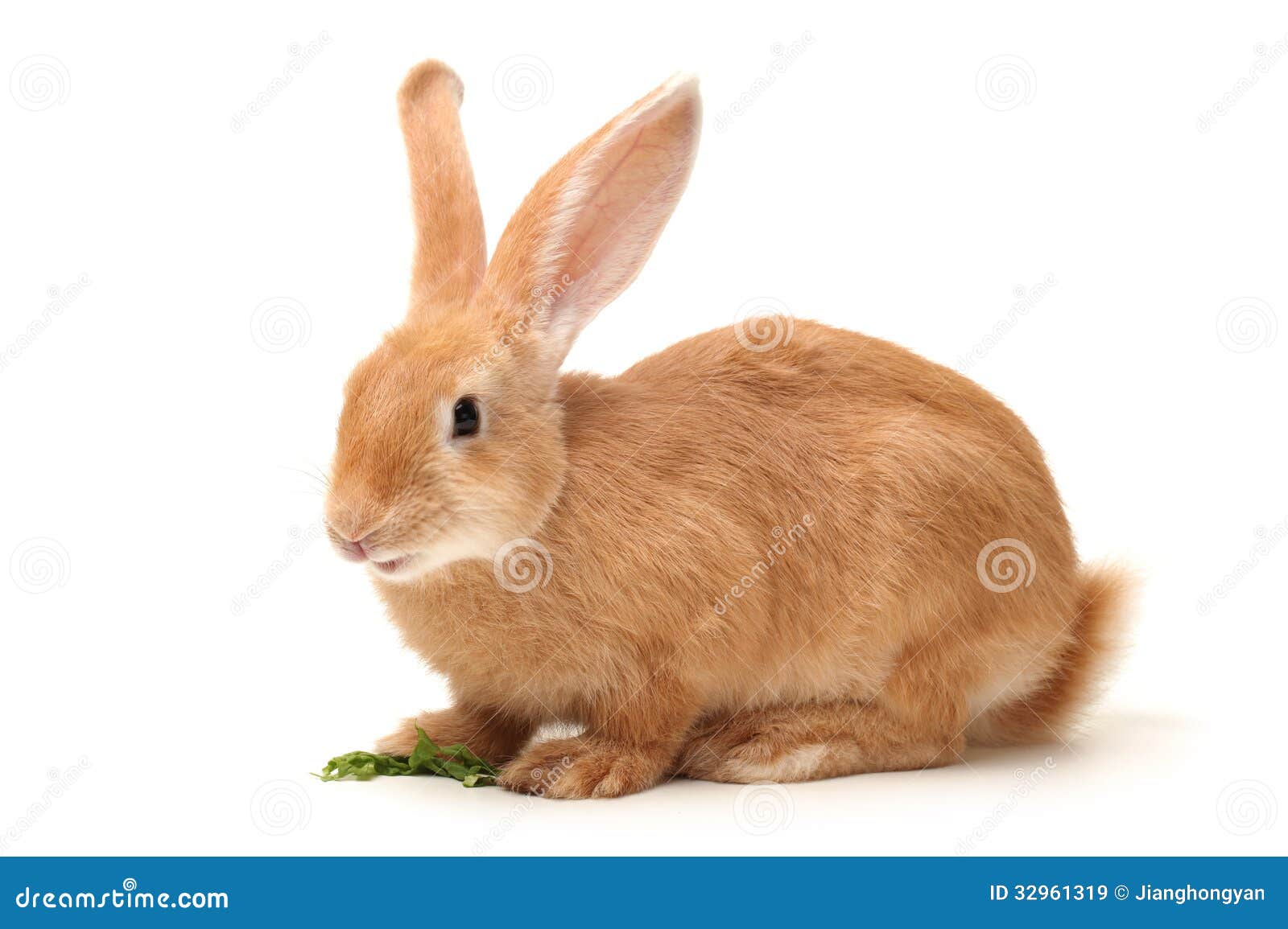 Orange rabbit stock image. Image of farm, live, creature - 32961319