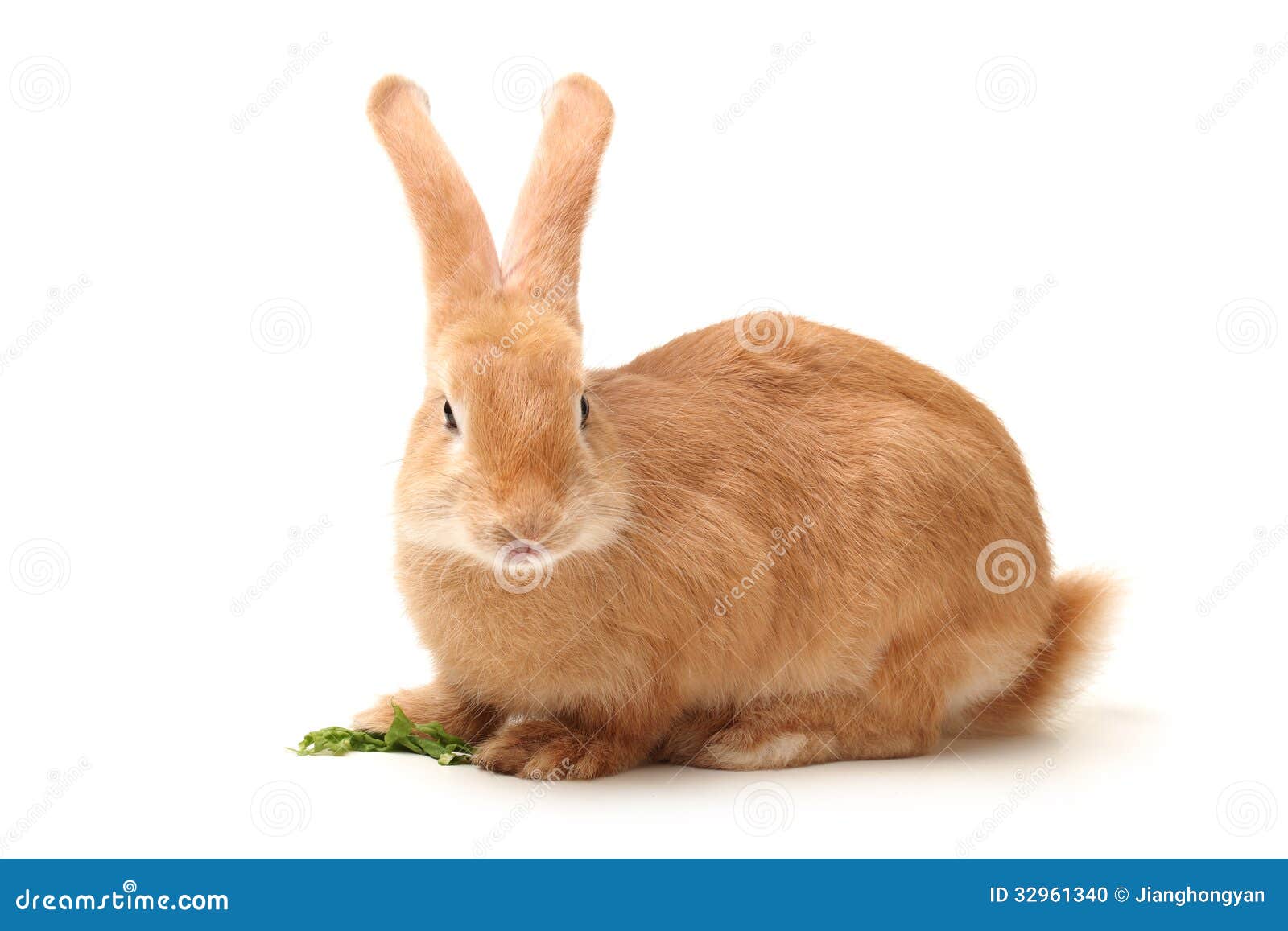 Orange rabbit stock photo. Image of fluffy, furry, claws - 32961340