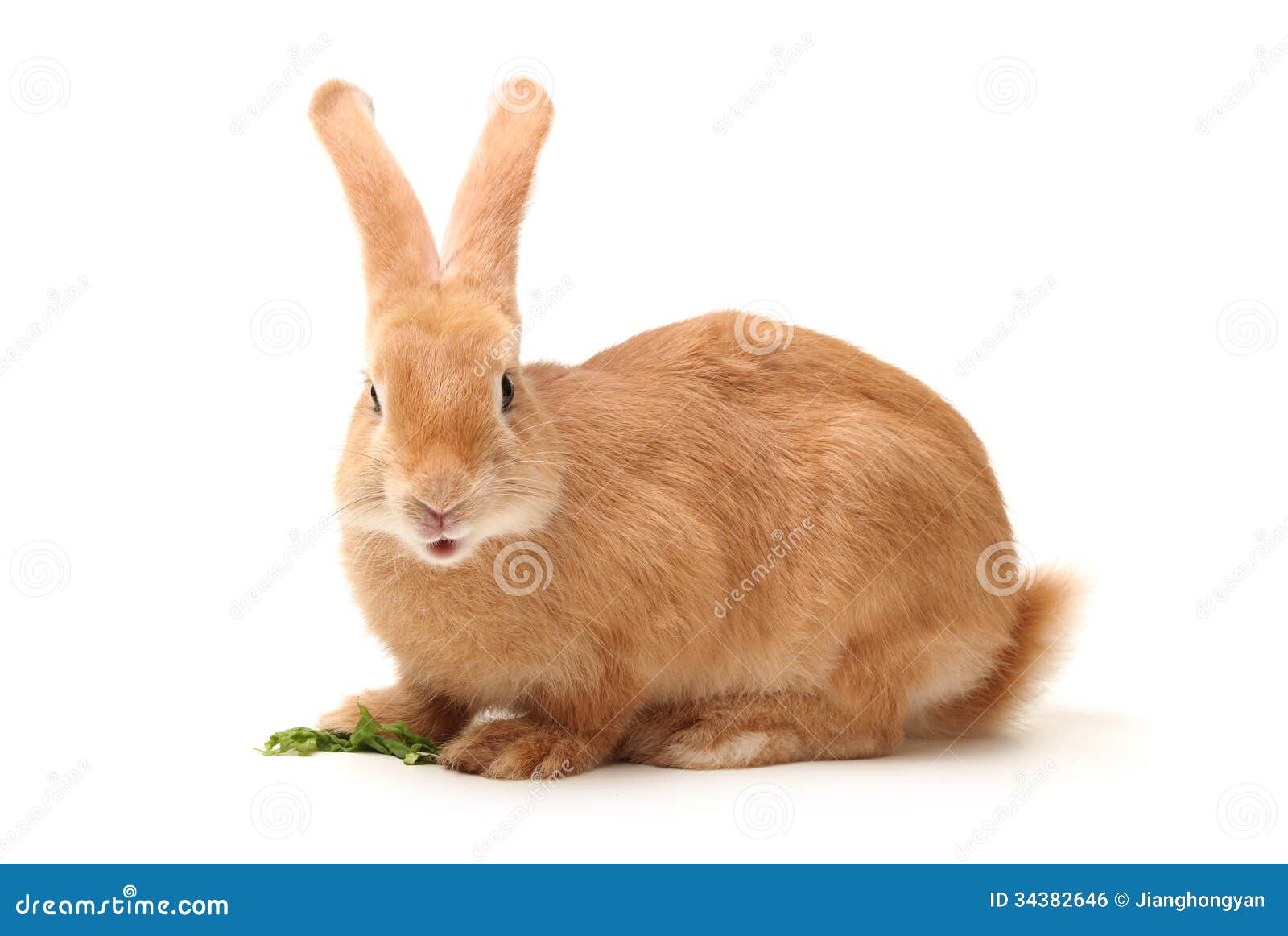 Orange rabbit stock photo. Image of hair, adorable, livestock - 34382646