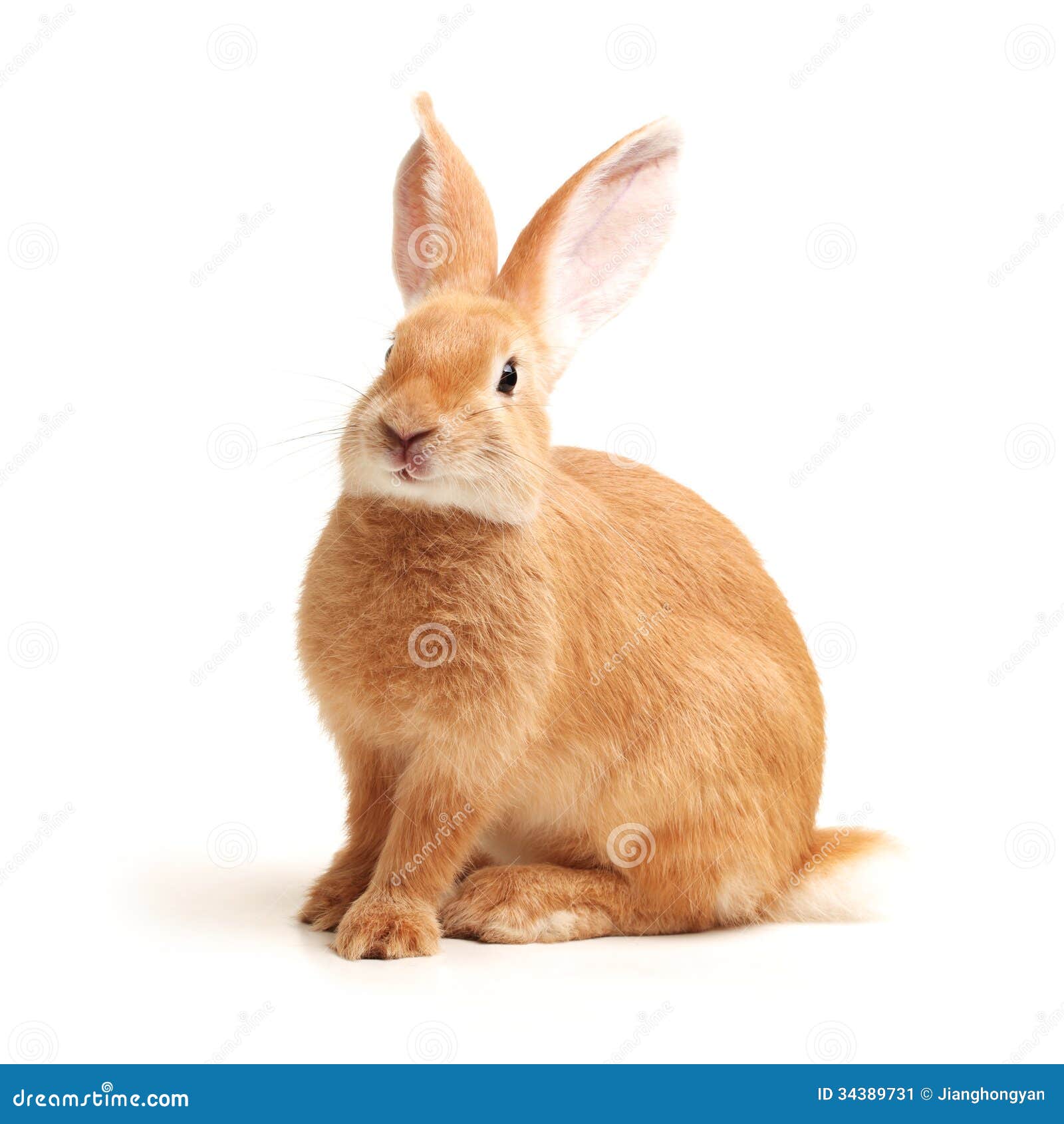 Orange rabbit stock image. Image of huddle, adorable - 34389731