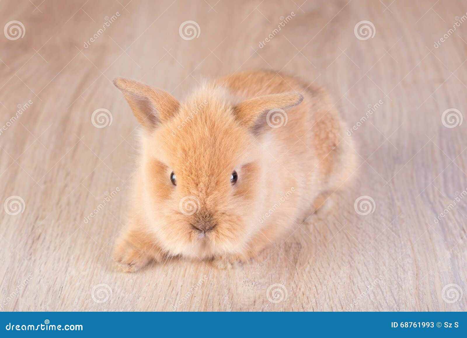 Orange Rabbit on a Wooden Background Stock Image - Image of animal ...