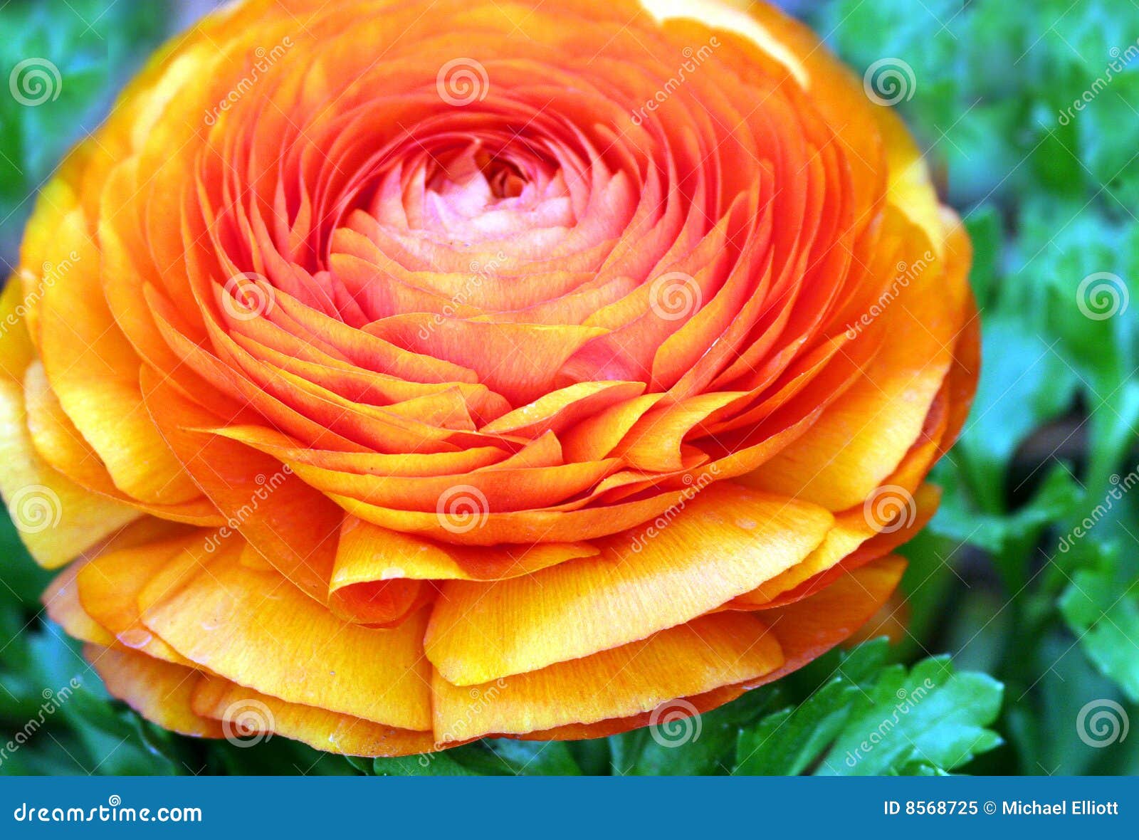 Orange Ranunculus stock image. Image of circular, tropical - 8568725