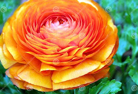 Orange Ranunculus stock image. Image of circular, tropical - 8568725