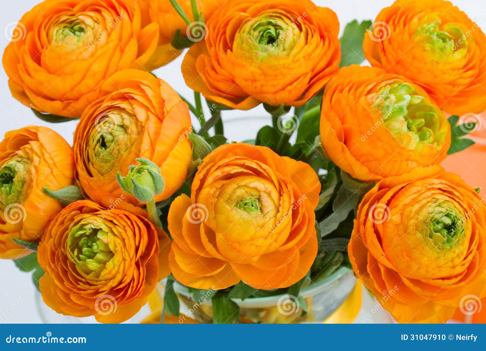 Orange Ranunculus