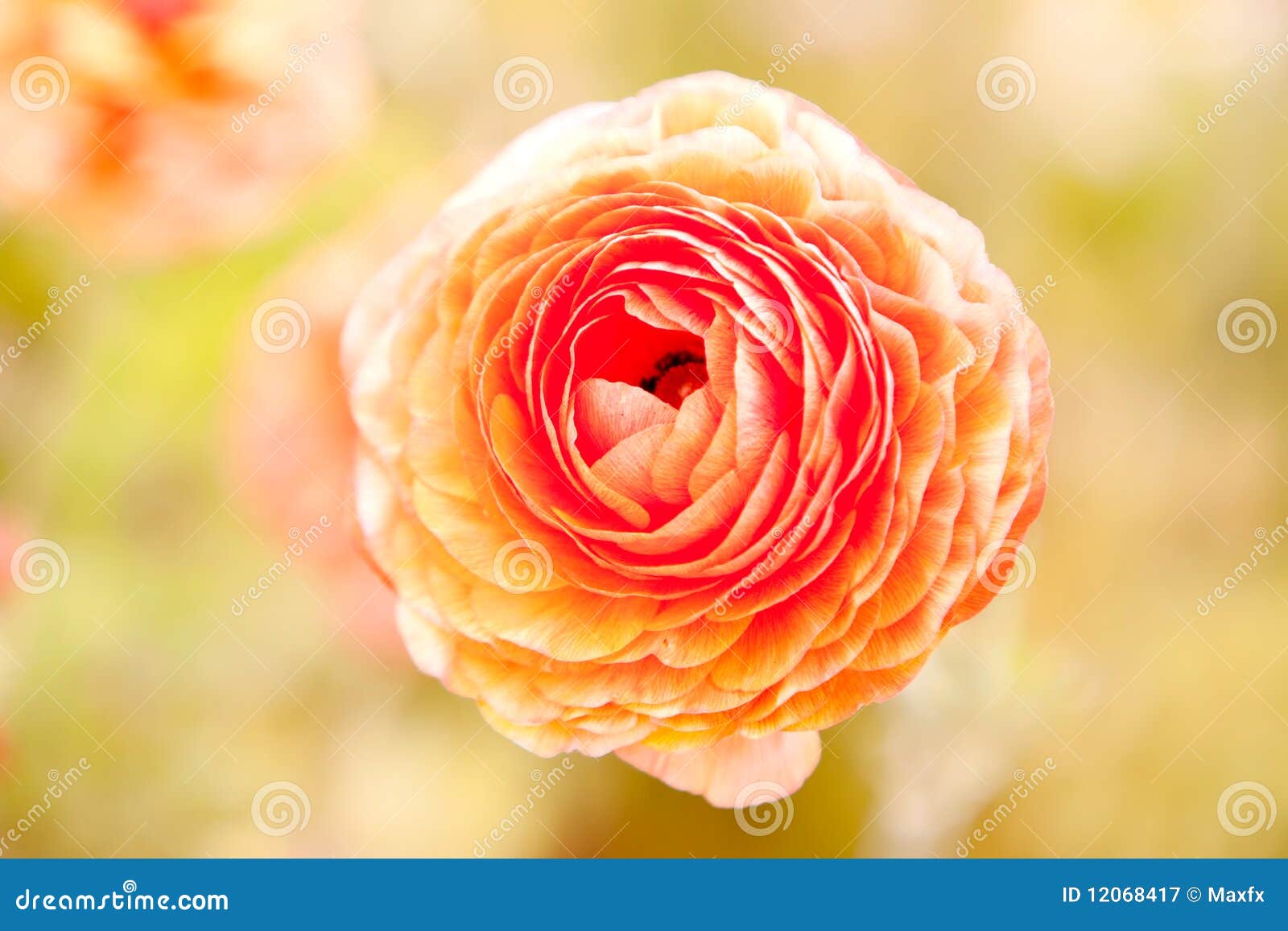 Ranunculus Flower Royalty-Free Stock Photography | CartoonDealer.com ...