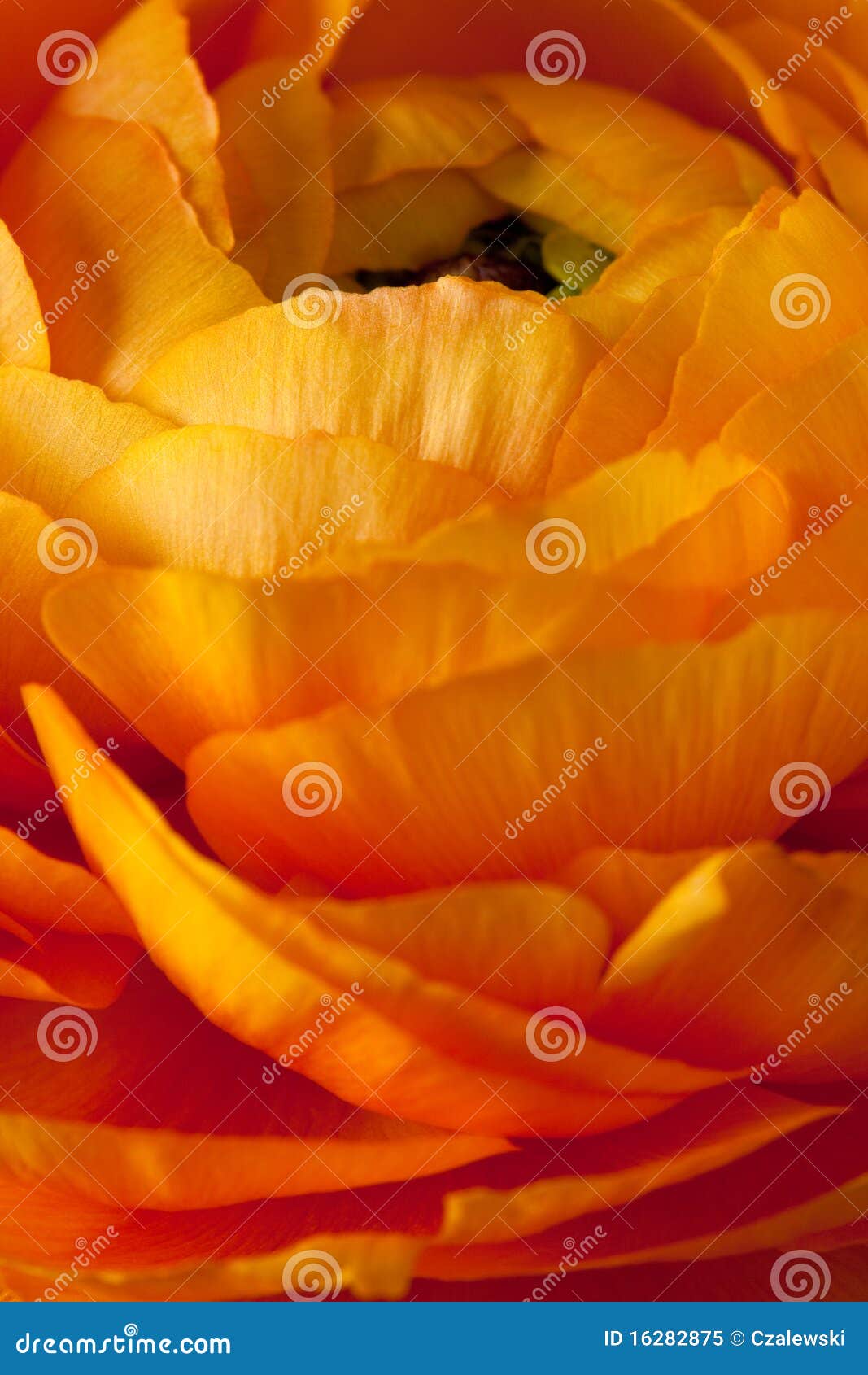Orange Ranunculus Flower Background Close-Up Stock Image - Image of ...