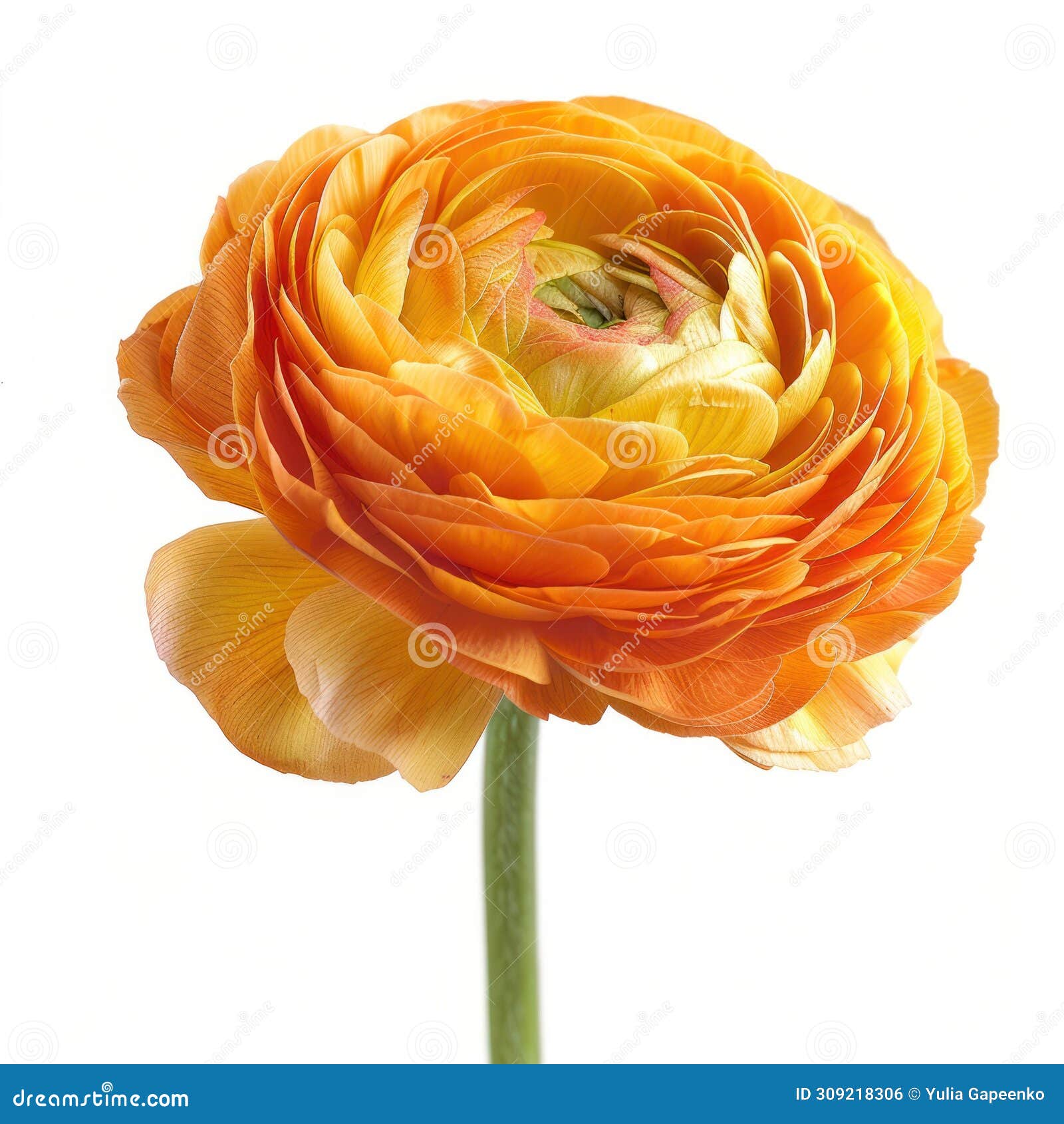 Orange Ranunculus Flower Isolated on White Background Stock Photo - Image of nature, flower ...