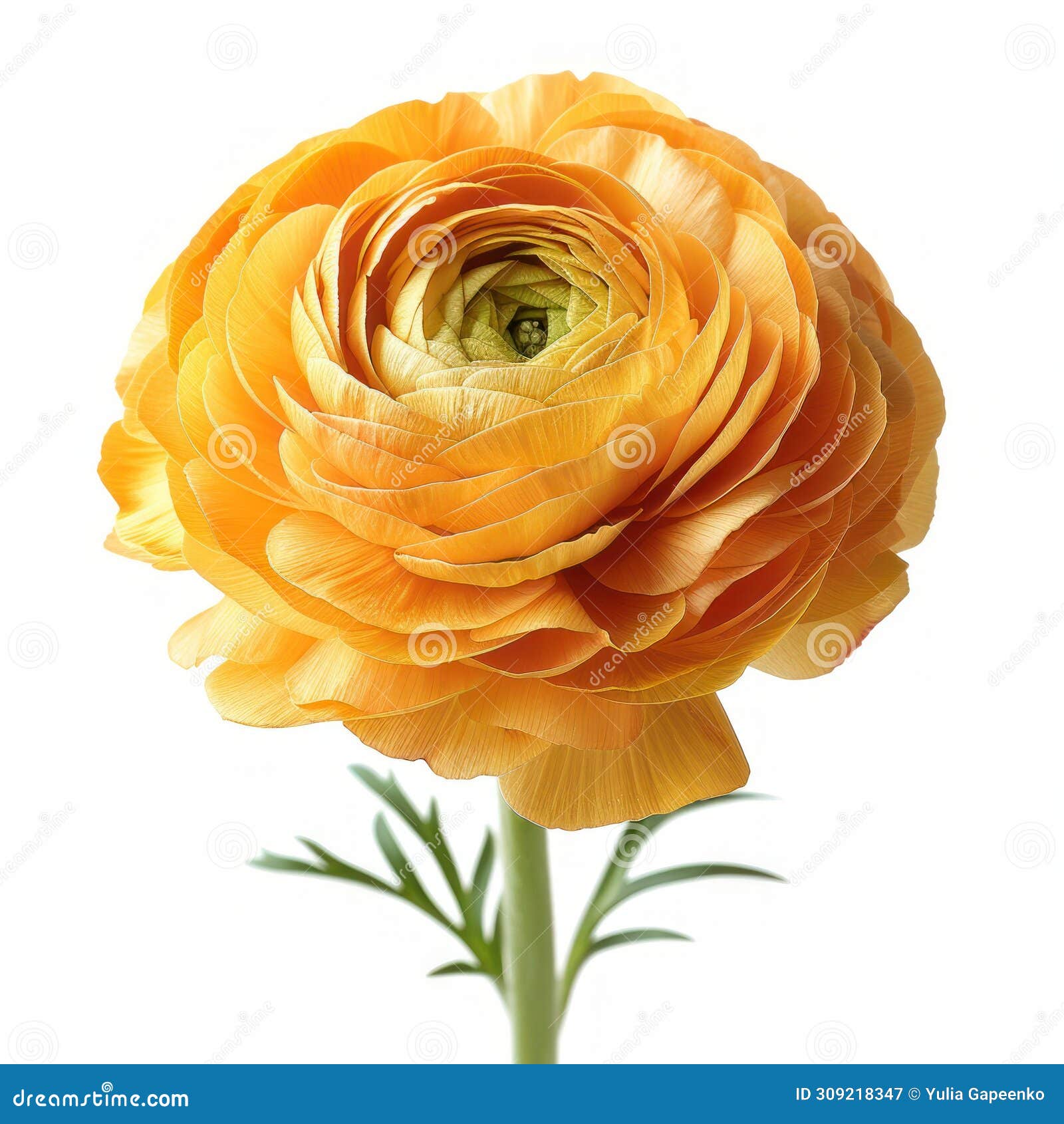 Orange Ranunculus Flower Isolated on White Background Stock Image ...