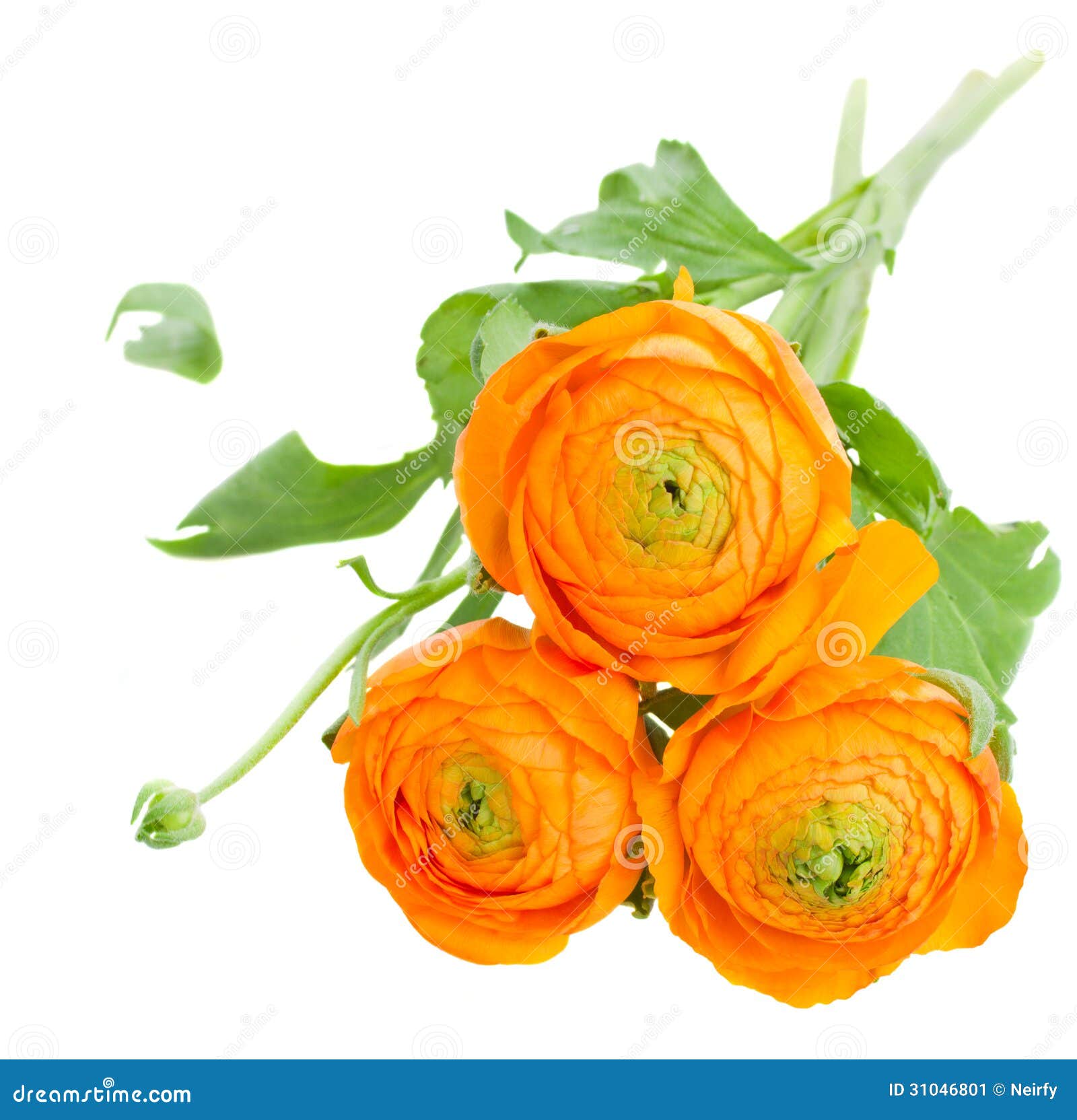 Orange ranunculus flowers stock image. Image of easter - 31046801