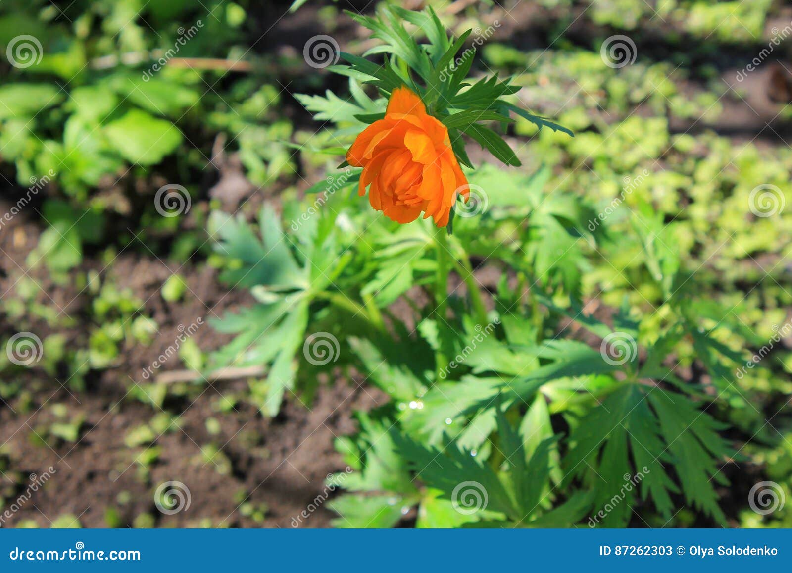 Orange ranunculus stock image. Image of floral, outside - 87262303