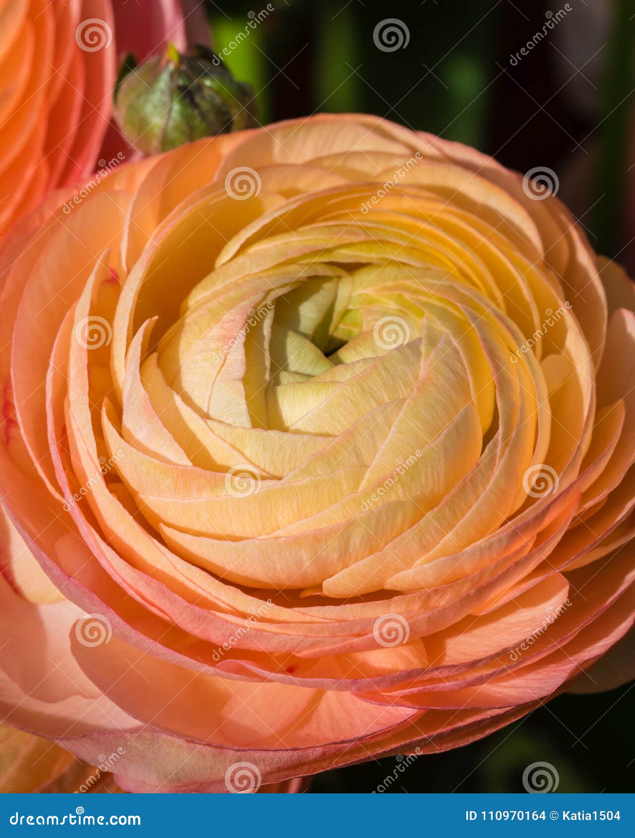 Orange Ranunculus Macro. Spring Posctacrd Concept. Stock Photo - Image ...