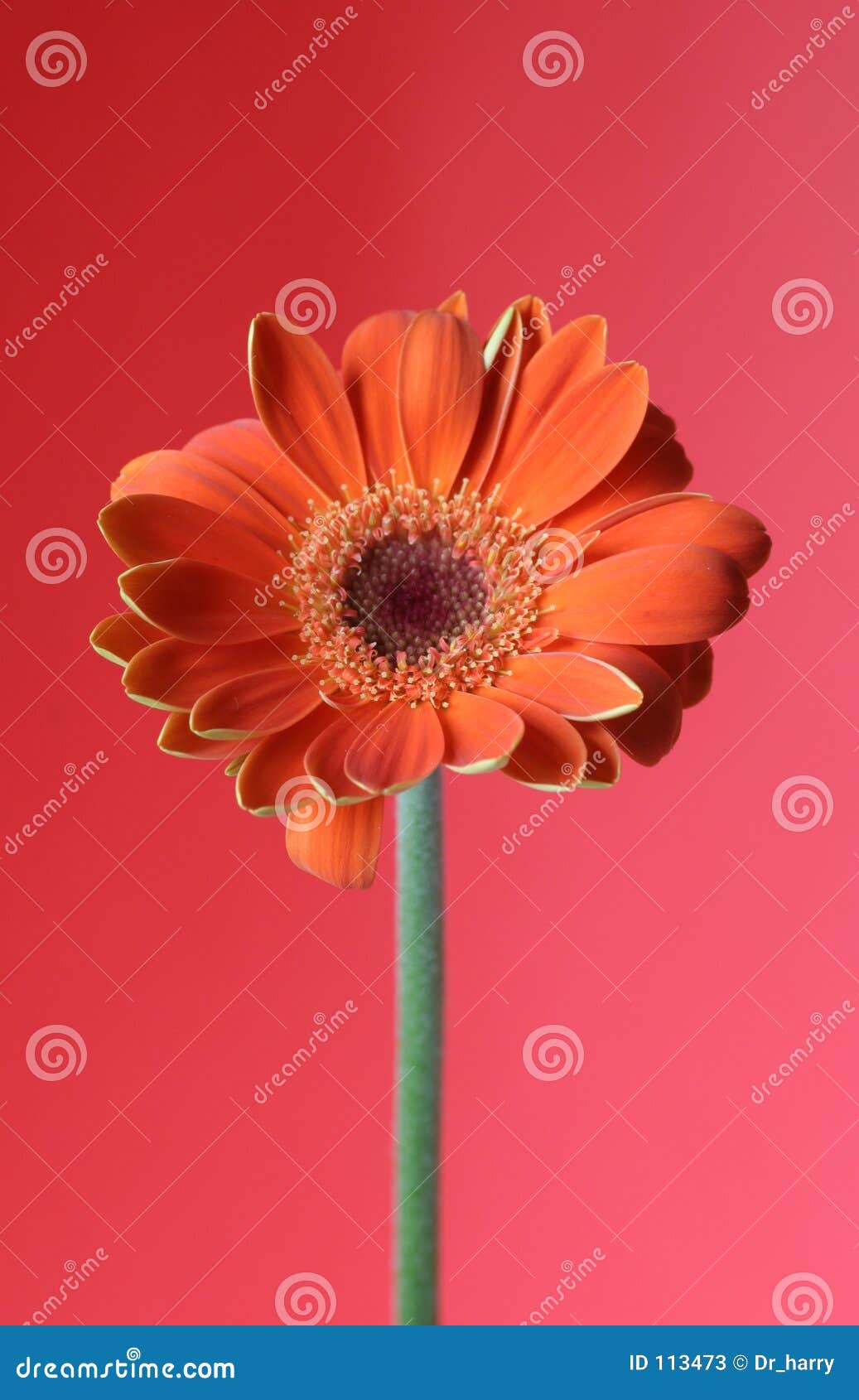 Orange red stock image. Image of florist, orange, stalk - 113473