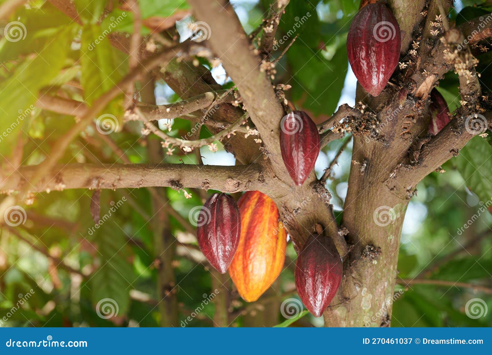 Orange and Red Color Cocoa Pod Stock Image - Image of healthy, natural ...