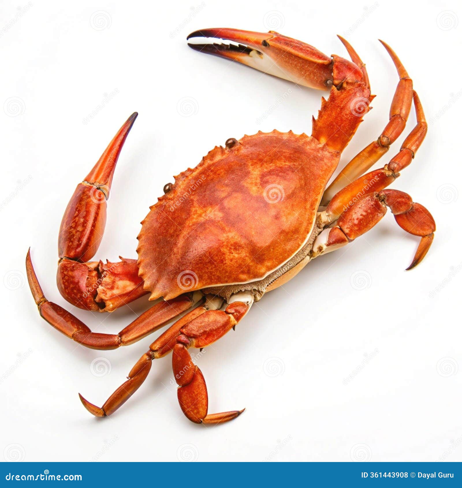Orange-red Crab Isolated on White Background Stock Illustration ...